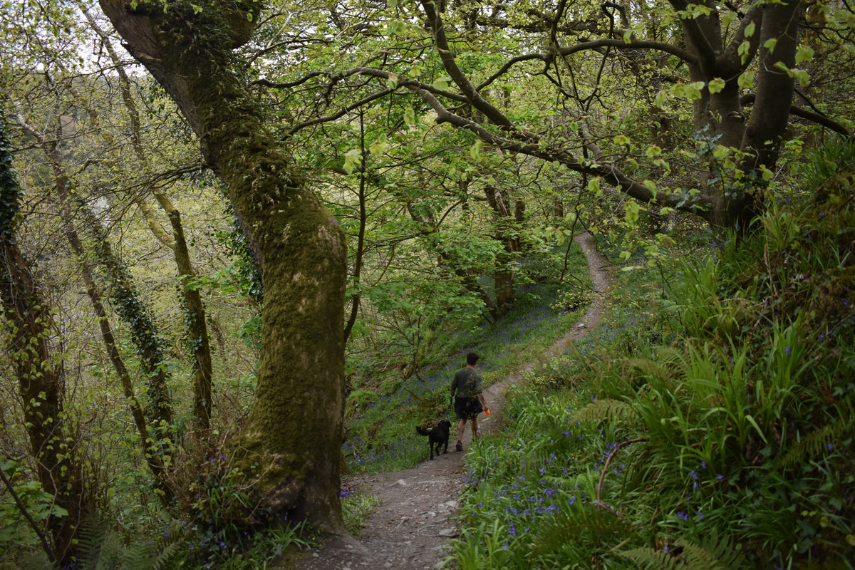 10 favourite dog walks with @paws.explore.north