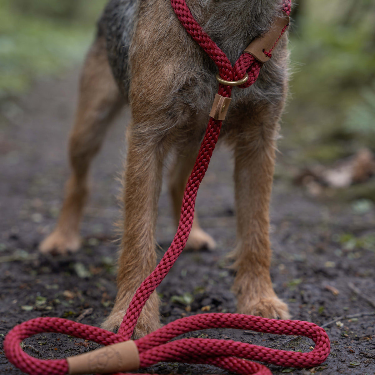 Buy Dog Leads | Ruff and Tumble