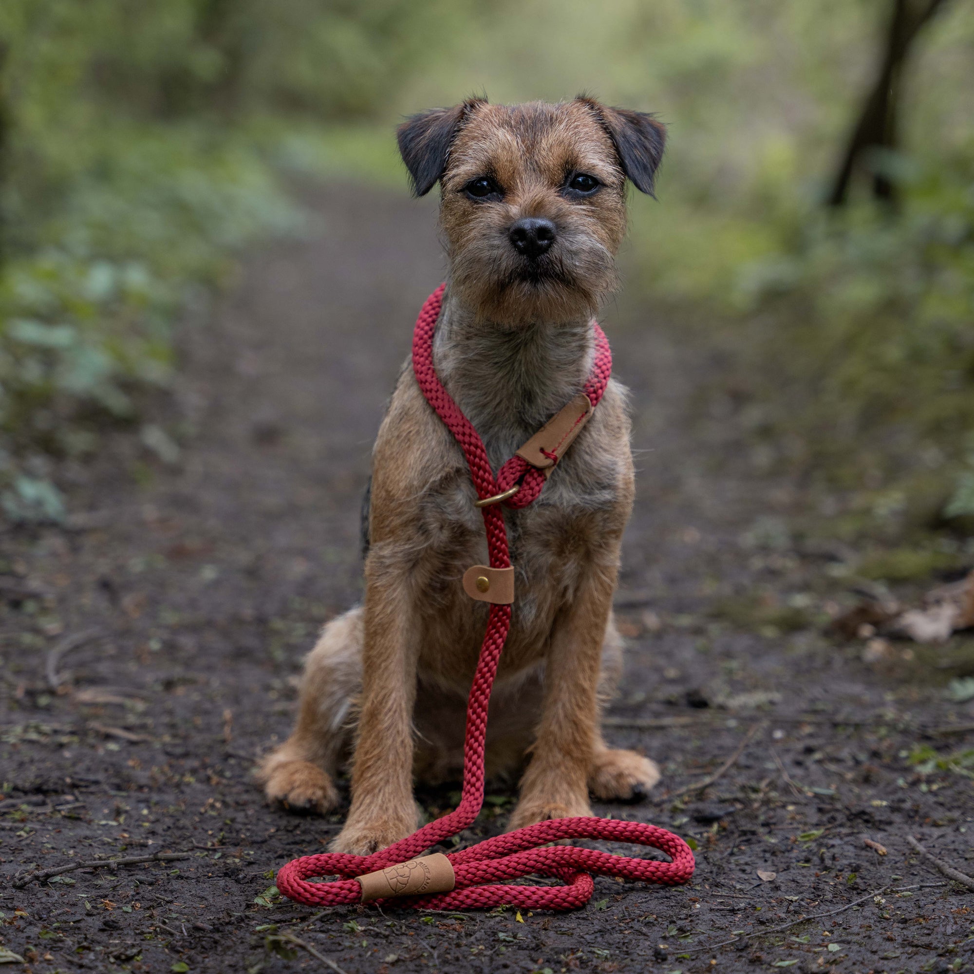 Buy Dog Leads | Ruff and Tumble