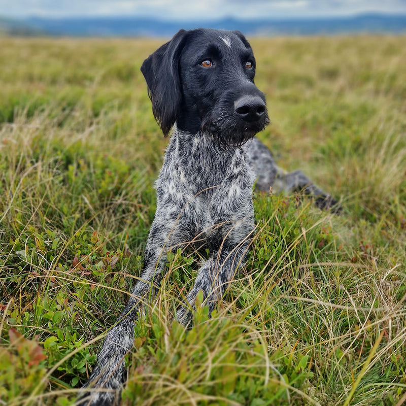 Our Crufts 2024 model Maggie!