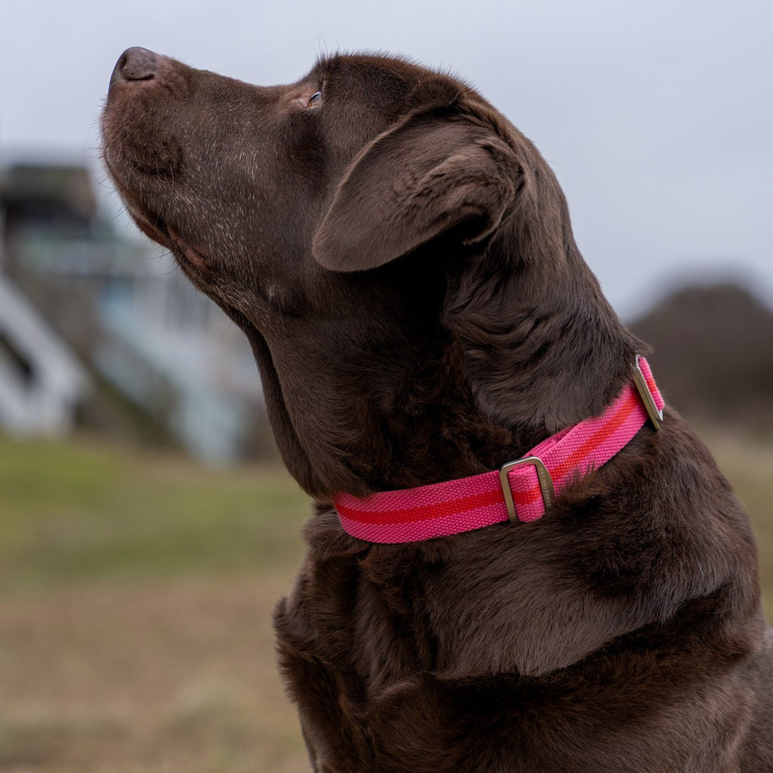 All-Terrain Canvas Collar - Fuchsia and Scarlet - Ruff and Tumble