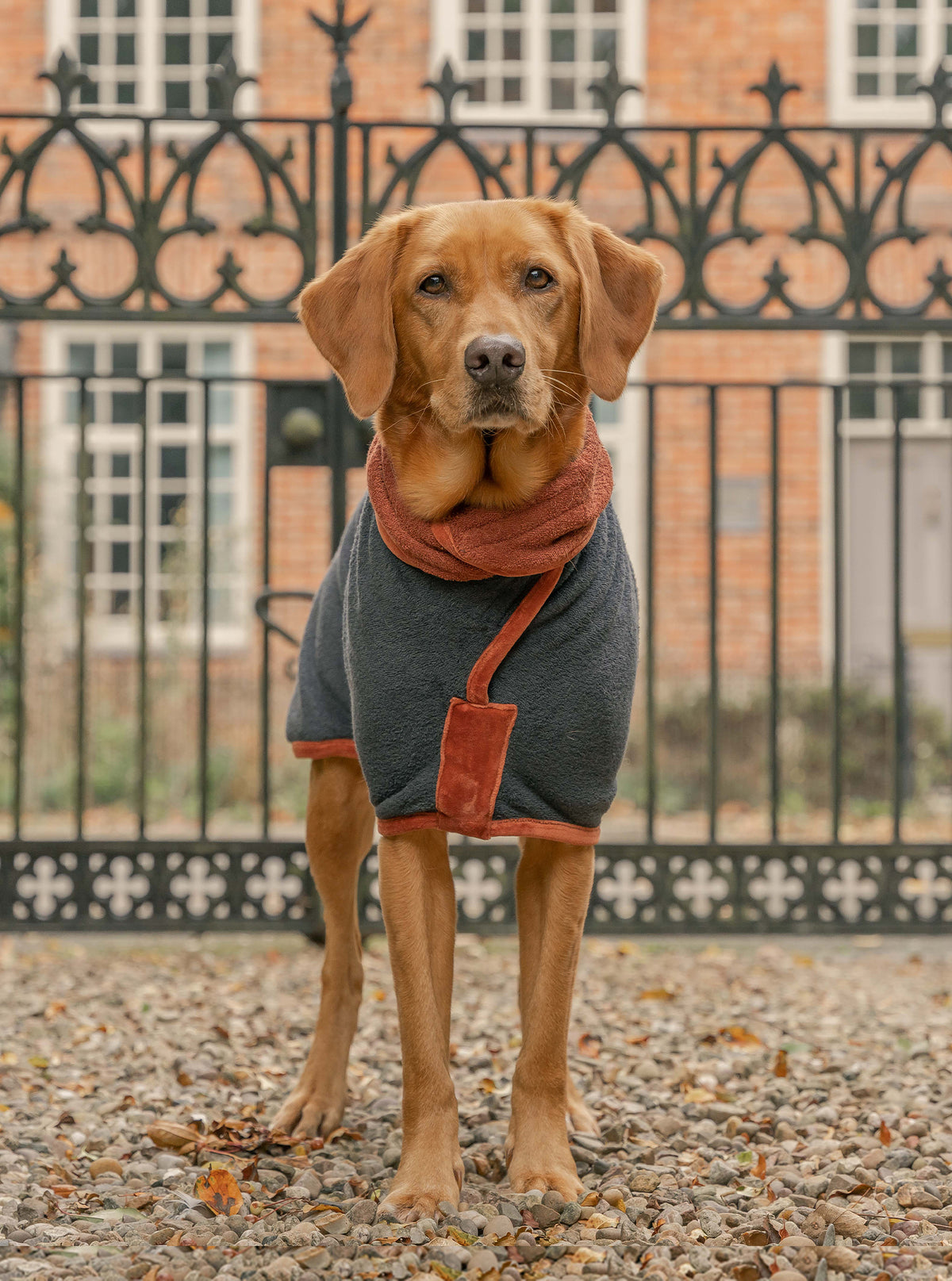 New Limited Edition Drying Coat for dogs!