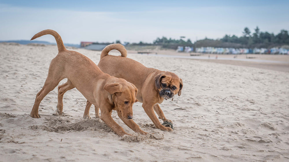 10 Dog friendly destinations for sandy adventures - Ruff and Tumble